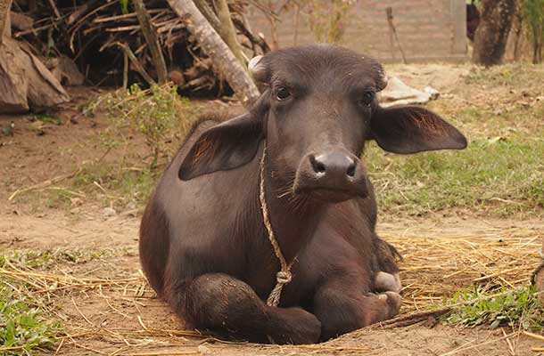 8 Incredible Safari Adventures You Must See in Nepal