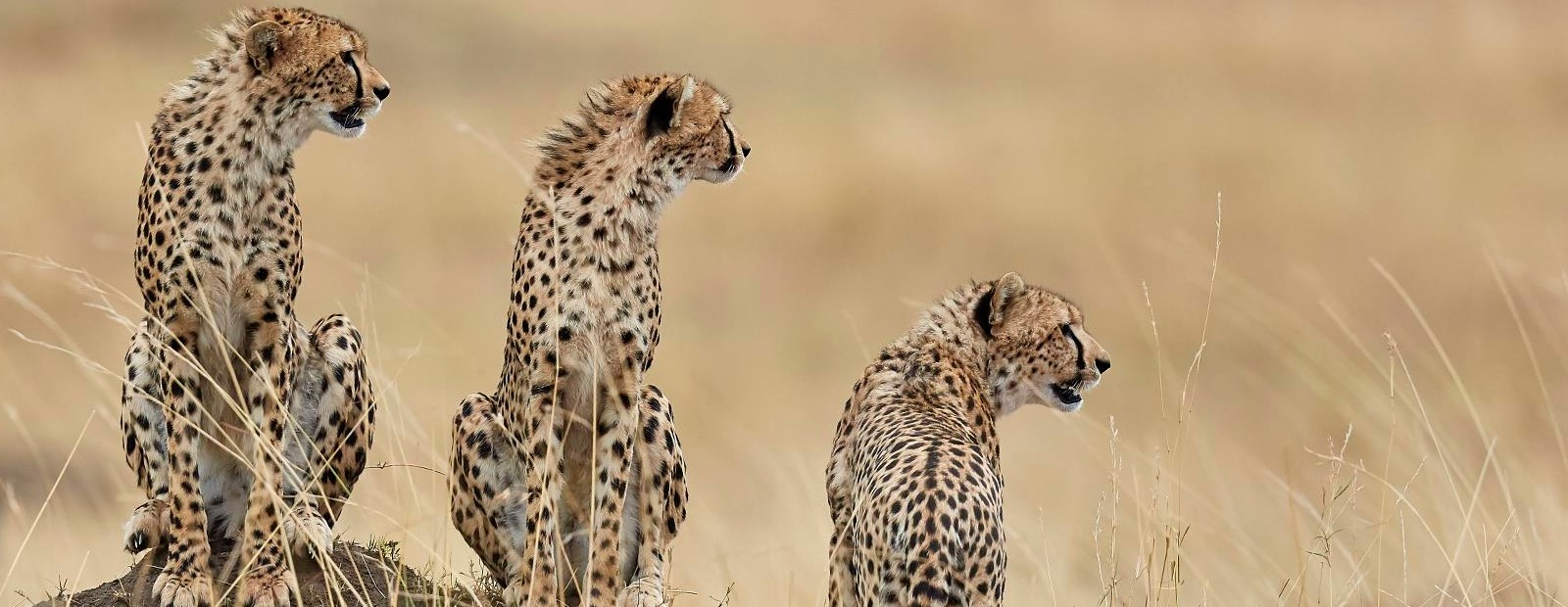 Wildlife Conservation Network