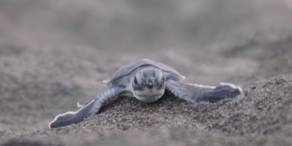 Video: a Turtle Conservation Project in Costa Rica