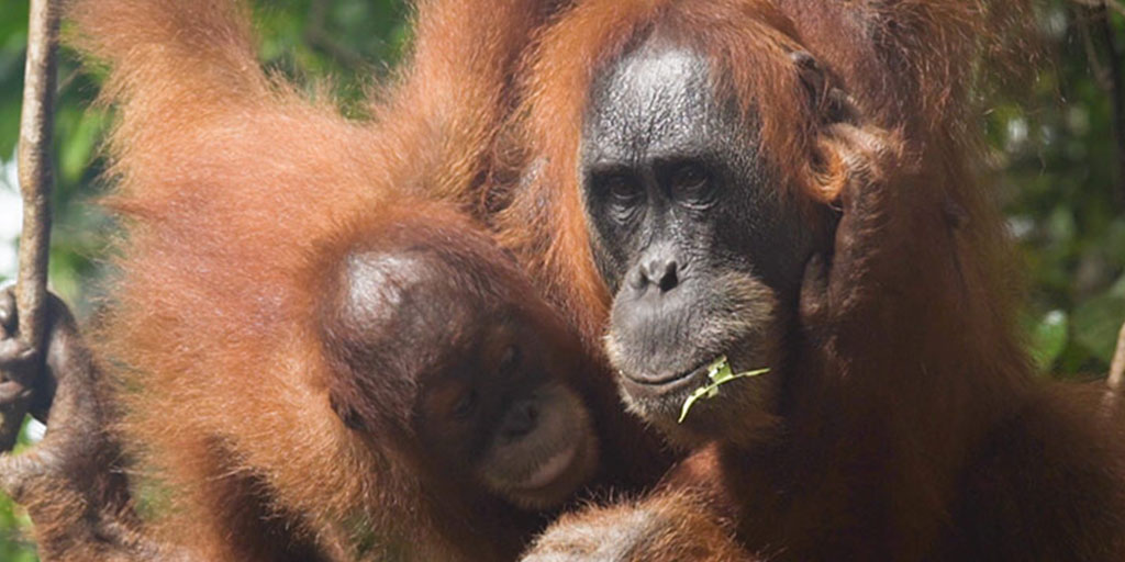 Indonesia Discoveries: Ecotourism in Northern Sumatra