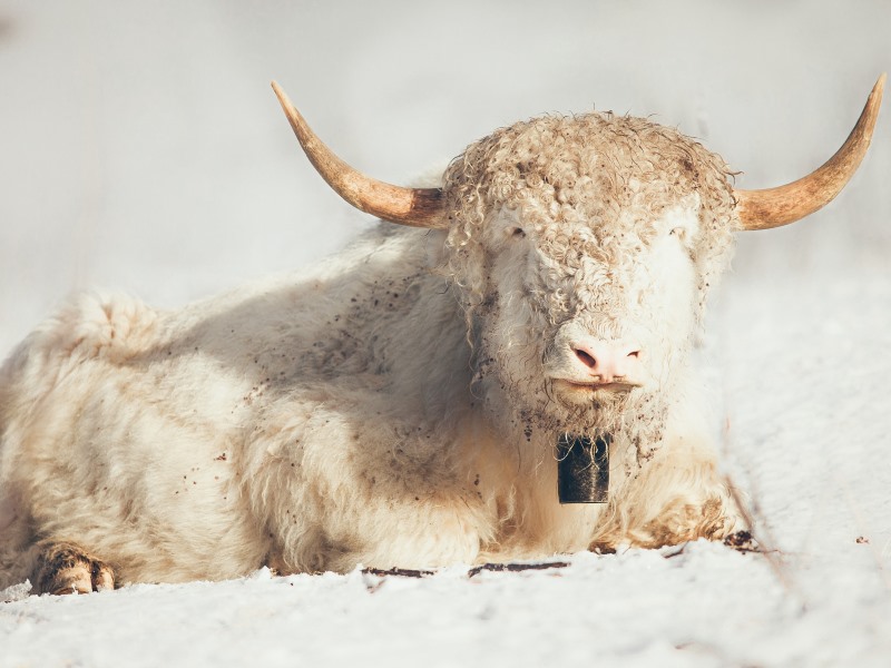 Midnight at the Tiger's Nest